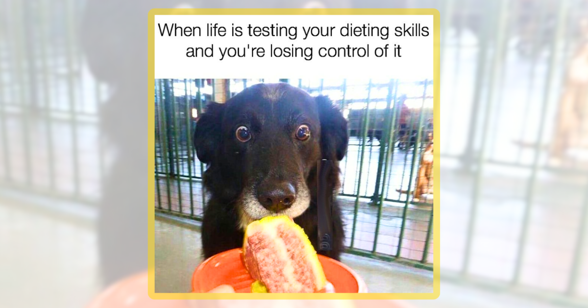 23 Memes to Monch on Like Your Dog Noms on Yummy Treats - Animal Comedy ...