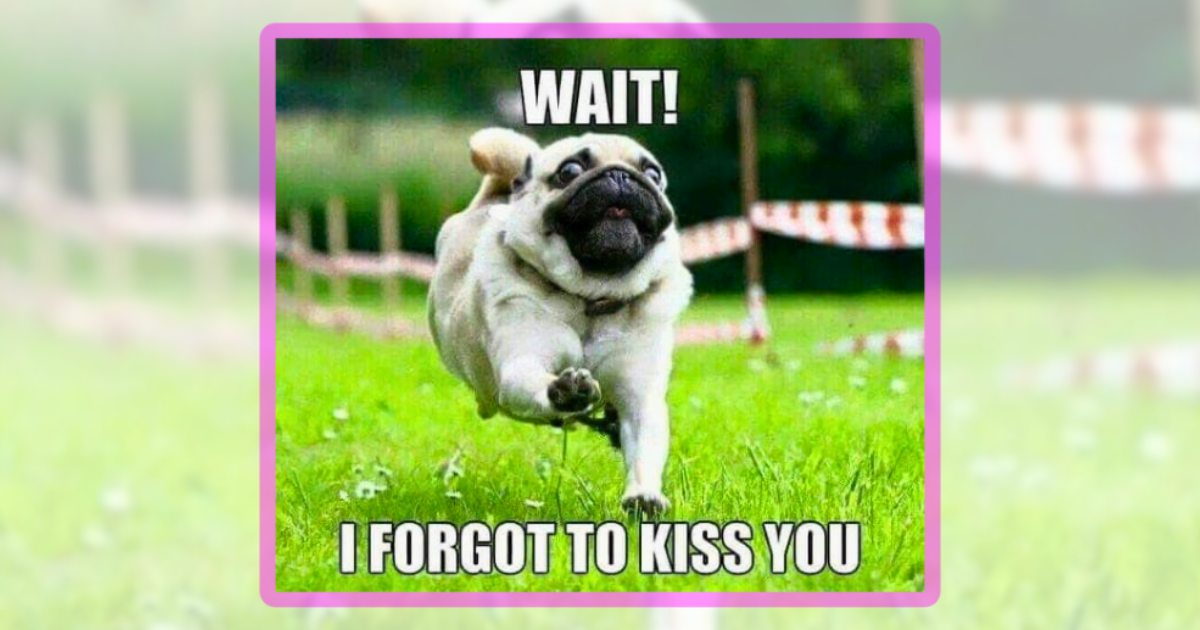 40+ Sweet Dog Memes as Sweet as Sugar in Your Morning Coffee - Animal ...