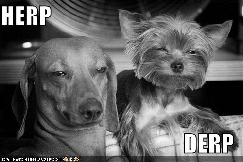 Derp - herp and derp - Derp Face Derps - hurr durr derp face - derp - Cheezburger