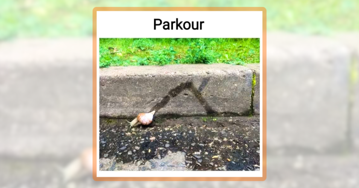 30+ Absolutely Absurd Animal Memes to Embrace Your Weird Wild Side ...