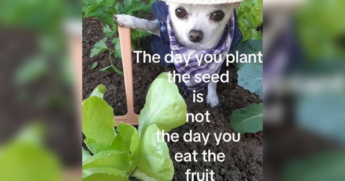 The Best Heartwarmingly Wholesome Memes and Posts of the Week (August ...