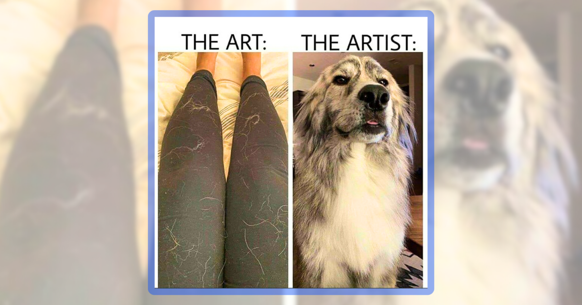 23 Dog Memes That Shed Fluff, Foolishness, and Feel-Good Fun - Animal ...
