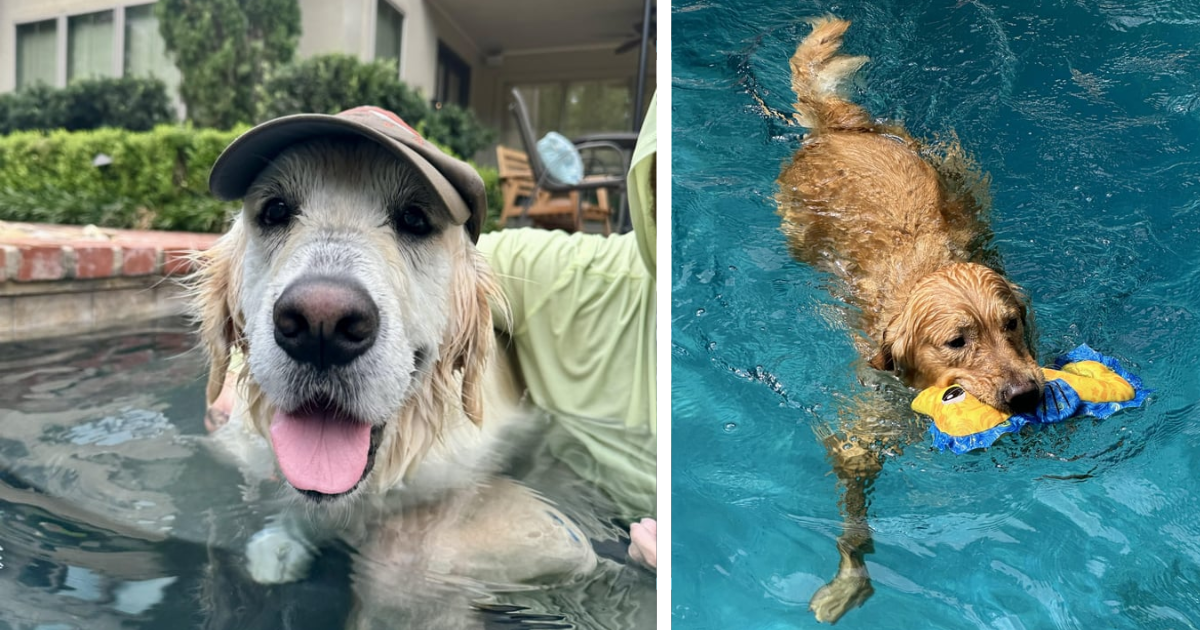 25 Sweet Swimming Doggo Pics Just In Case You Need to Cool Off - Animal ...