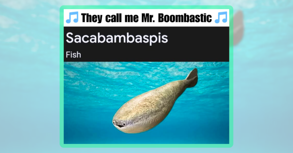 23 Aquatic Animal Memes to Wash Away Your Monday Blues - Animal Comedy - Animal Comedy, funny ...