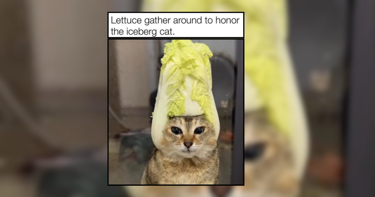 Endless Funnies of Feline Frenzie Memes for Hooman Cat Lovers - I Can ...