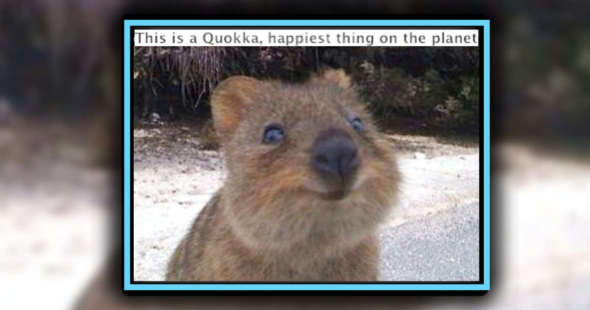 23 Stress Suppressing Animal Sillies Fur the Overworked Office Worker ...