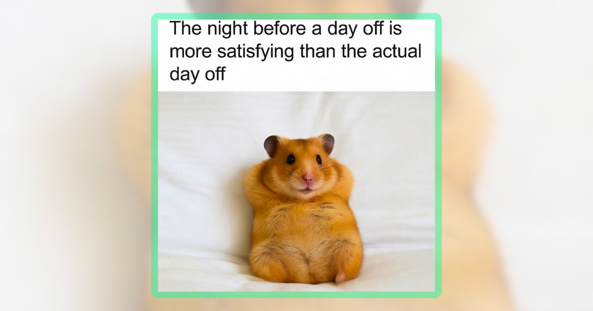 23 Precious Pet Memes for People Who Want to Adopt Two More Days for the Weekend - Animal Comedy ...