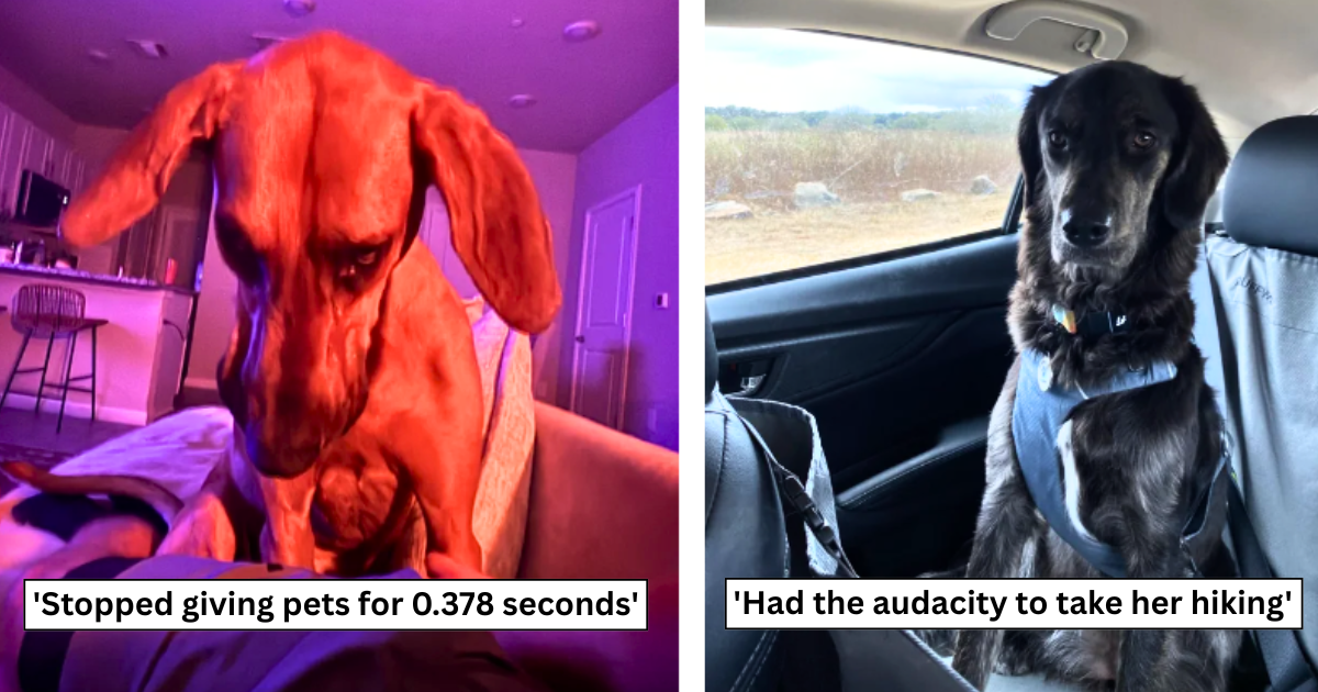 The online canine community shares their howlariously upset doggos for ...