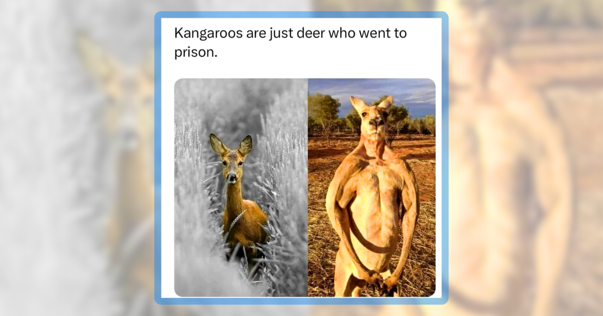 25 Wildlife Memes for Animal Fans Who Feel Dangerously Wild Today ...