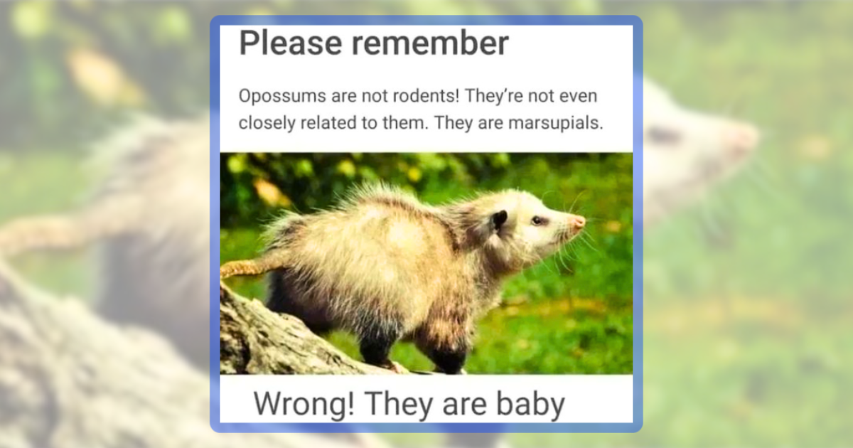 24 Mood-Boosting Opossum Memes for People Playing De*d Through the Week ...
