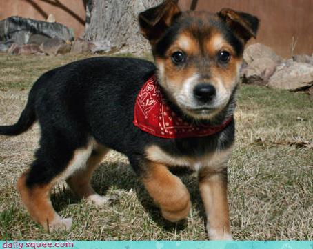 Daily Squee - Cute Animals - Cute Baby Animals - Cute Animal Pictures ...