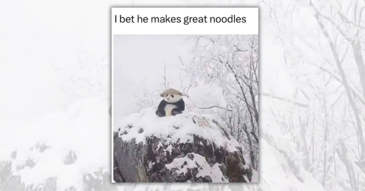 24 Funny Animal Posts Showcasing Curious Creatures at Their Most ...