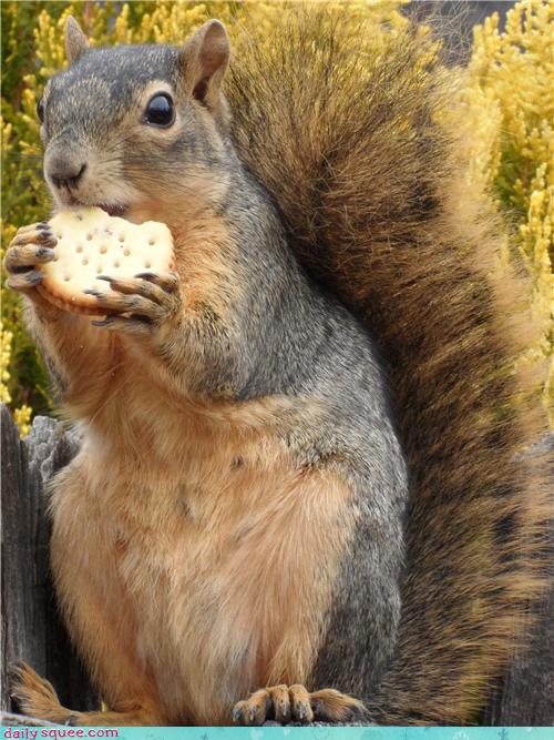 Daily Squee - Cute Animals - Cute Baby Animals - Cute Animal Pictures ...