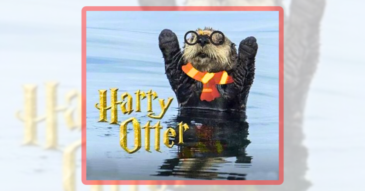 20 Funny Otter Memes for People Who Need to Hold Hands and Chill - Animal Comedy - Animal Comedy ...