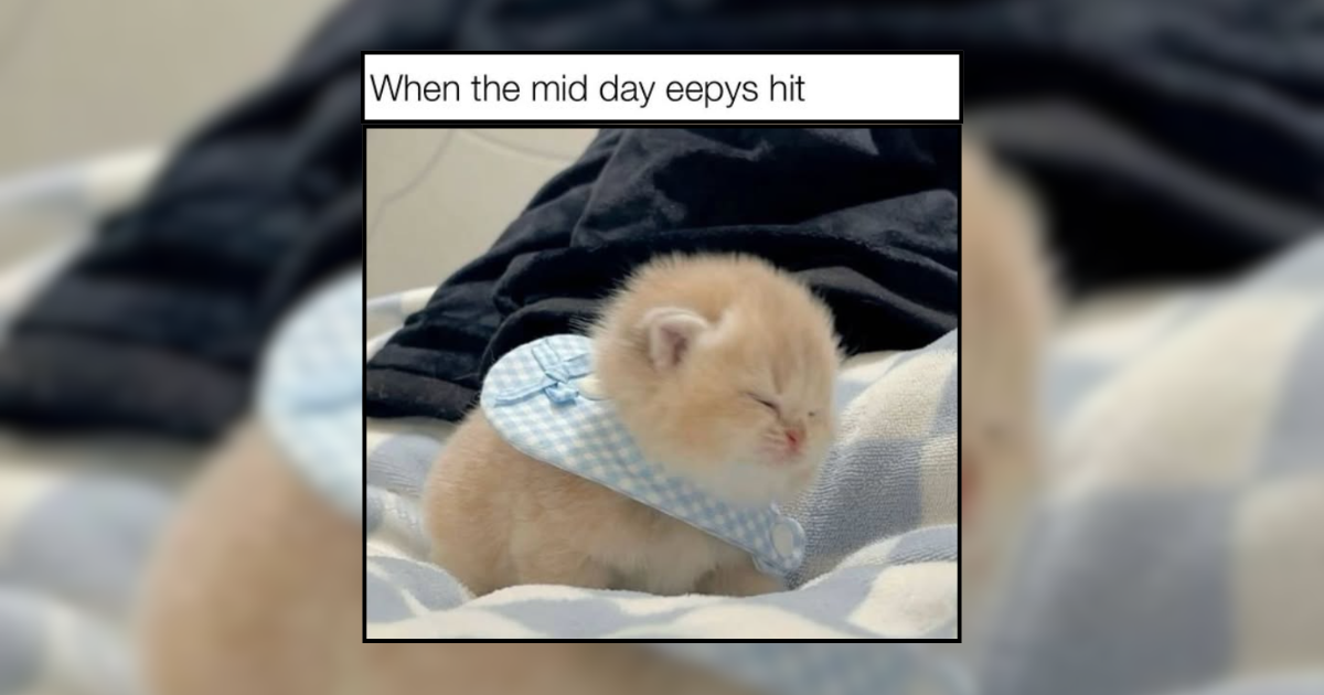 A Purrfect Bundle of Cozy Cat Memes to Lull Listless Owners to Sleep ...