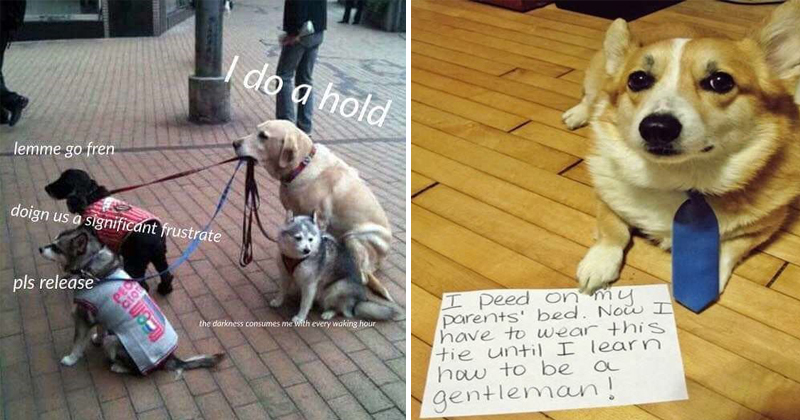 29 Puppers And Floofers To Brighten Your Day - Memebase - Funny Memes