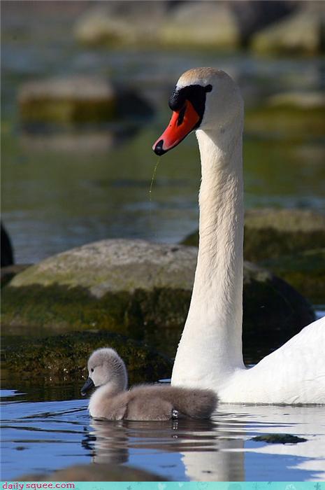 Daily Squee - Cute Animals - Cute Baby Animals - Cute Animal Pictures ...