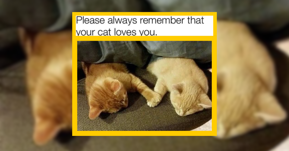 23 Marvelous Memes for Cat People Who Prefer Felines to Hoomans - I Can ...