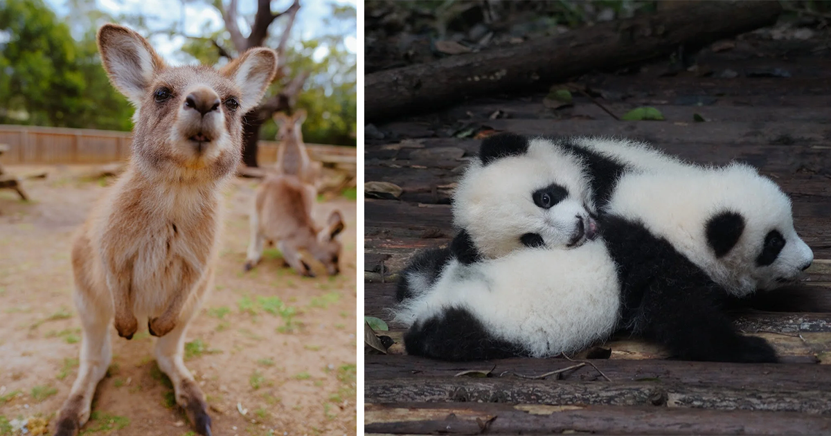 20 Itty Bitty Cute Baby Animals To Bring A Smile To Your Face (August ...