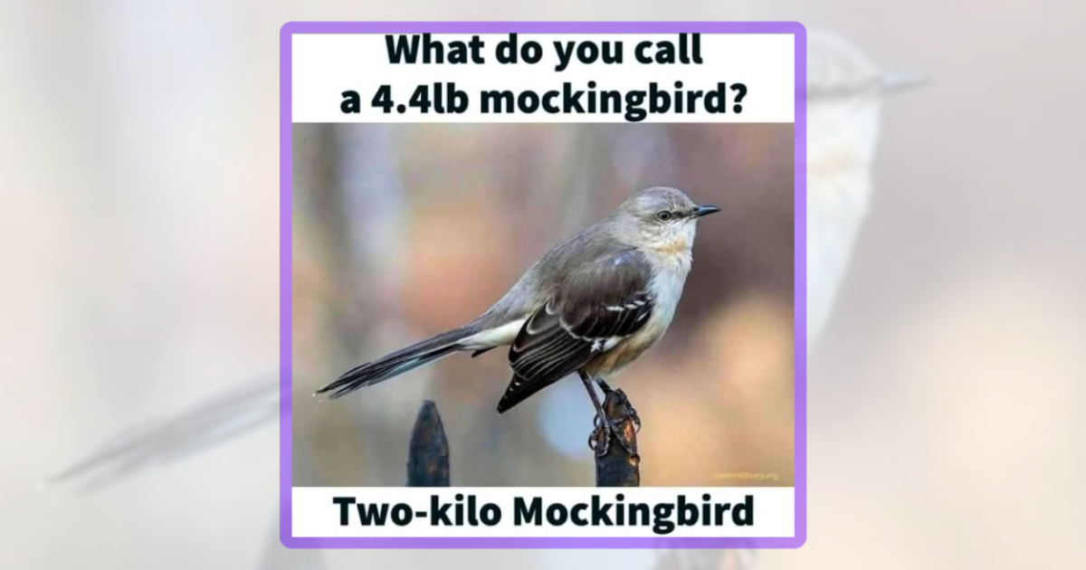 27 Chirpy Bird Funnies for When You Need a Peck-Me-Up - Animal Comedy ...