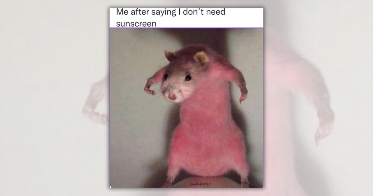 A Smol Selection of 19 Tiny Animal Memes That Are Short in Stature But ...