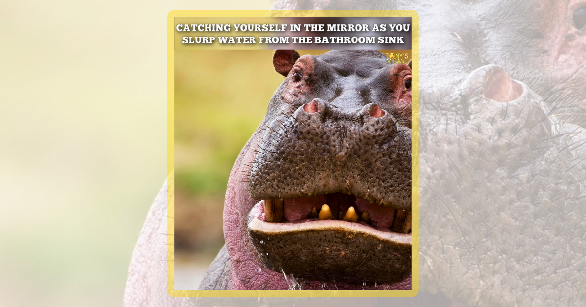 A Watering Hole of 20+ Safari Animal Memes for When You’re Thirsty for ...