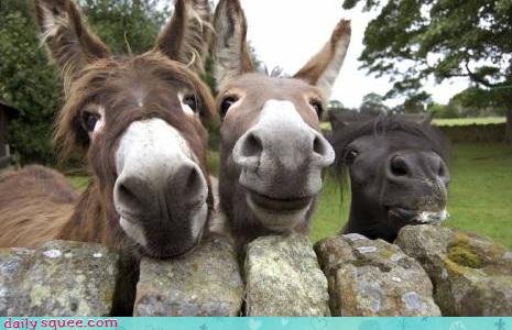 Daily Squee - Cute Animals - Cute Baby Animals - Cute Animal Pictures ...