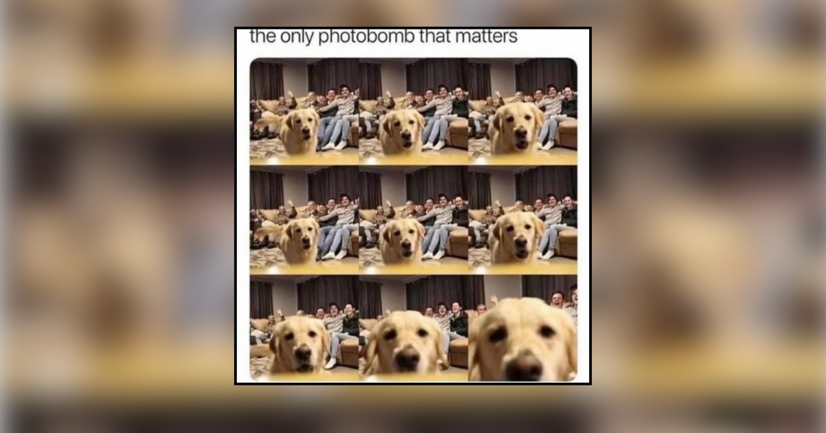20 Pawsome Pictures of Photobombing Paws That Put Your Friends’ Selfies ...