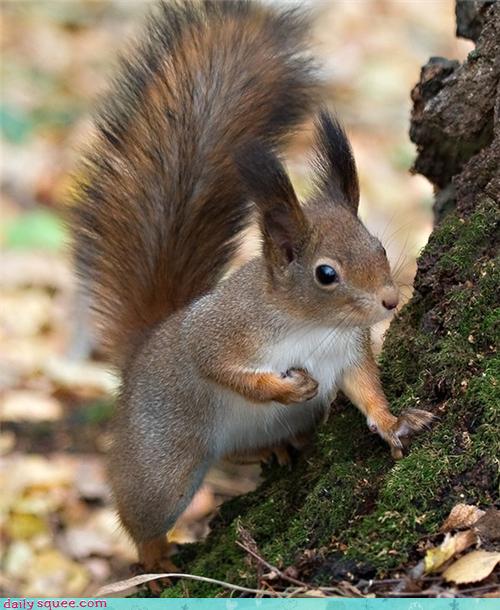 Daily Squee - Cute Animals - Cute Baby Animals - Cute Animal Pictures ...