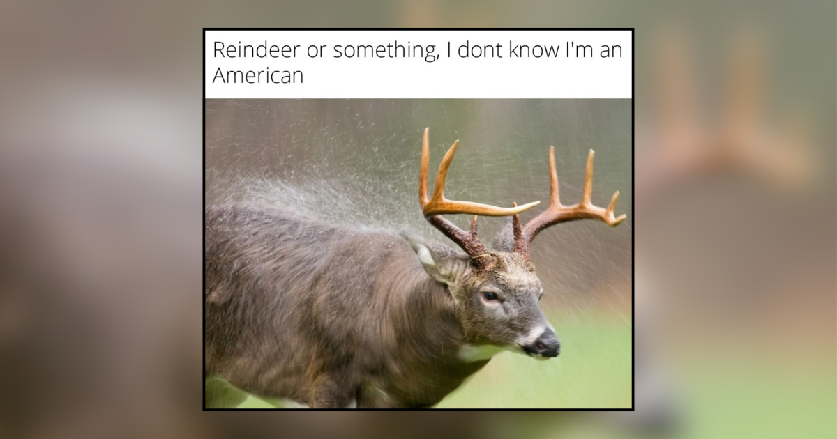 22 Silly Memes of Doofus Deer for a Deerlightful Day - Animal Comedy ...