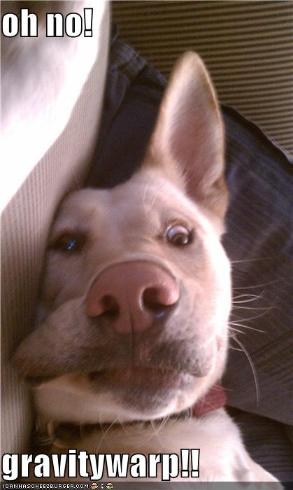 Derp - dogs - Page 5 - Derp Face Derps - hurr durr derp face - derp ...