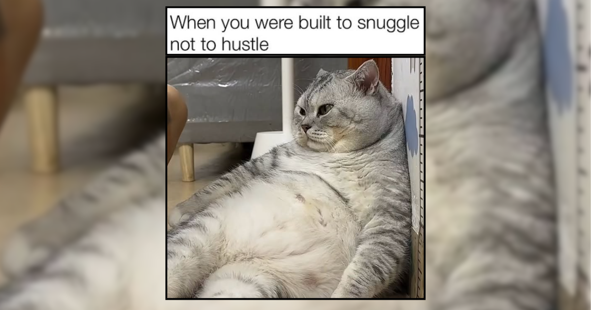 Kitty-Got-Back: Big Bootiful Cats That Serve Sass and Purrfection - I ...