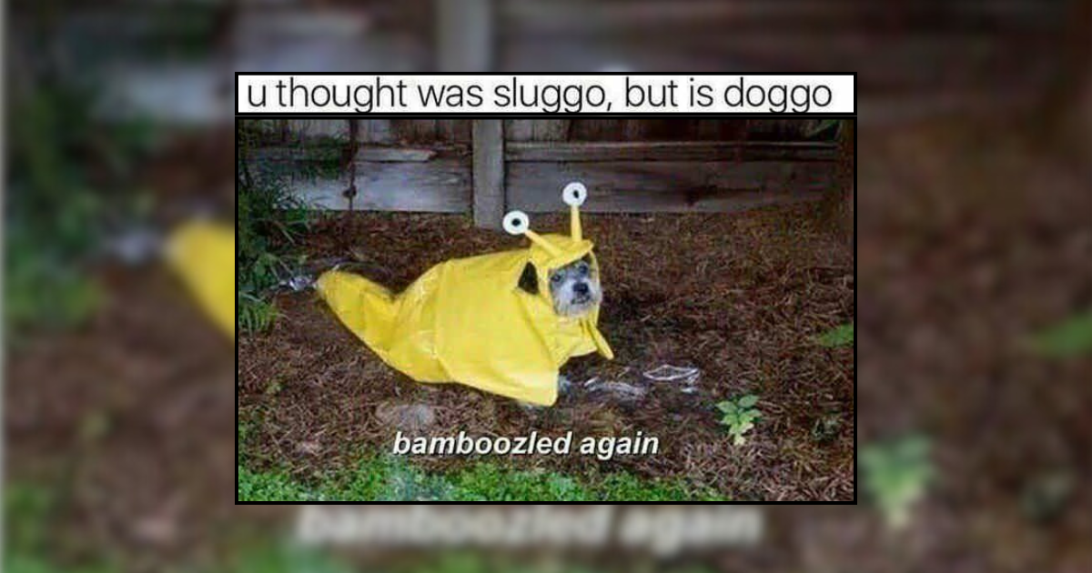 A Sizable Scroll of 30 Dog Memes to Brighten Your Brain After a Boring ...