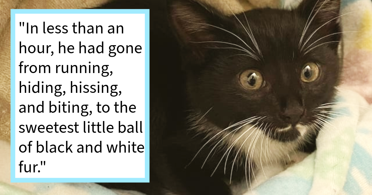 ‘The kitten that I thought was meant to be mine... is going to a ...