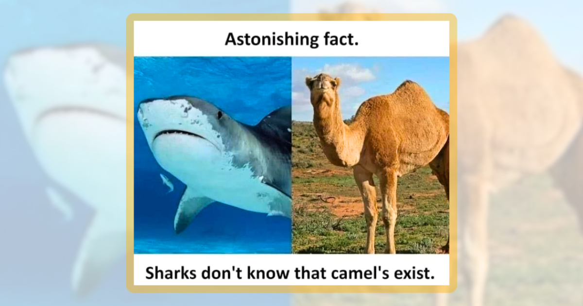 25 Wild Animal Memes for Those Who Dream of Escaping the Zoo Called ...