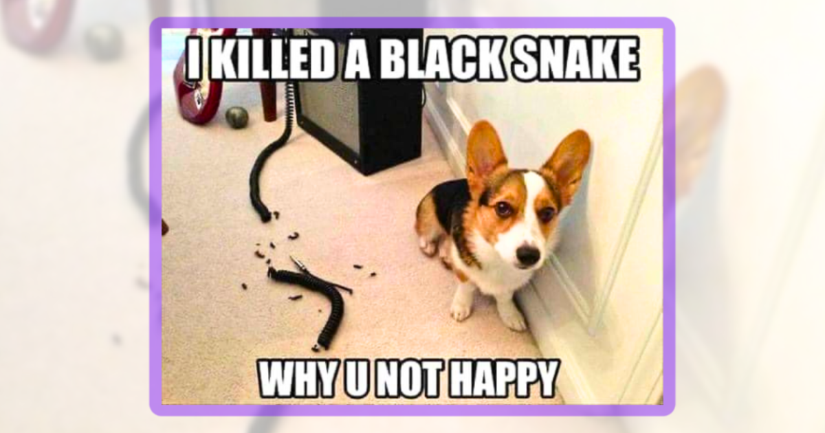 25 Playful Pupper Memes for People Parenting Chaotic Canine Kids ...
