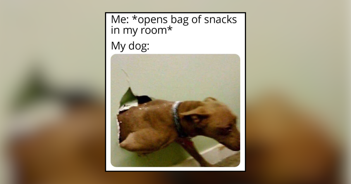 22 Howlarious Memes of Dogs Demanding the Snack Tax - Animal Comedy ...