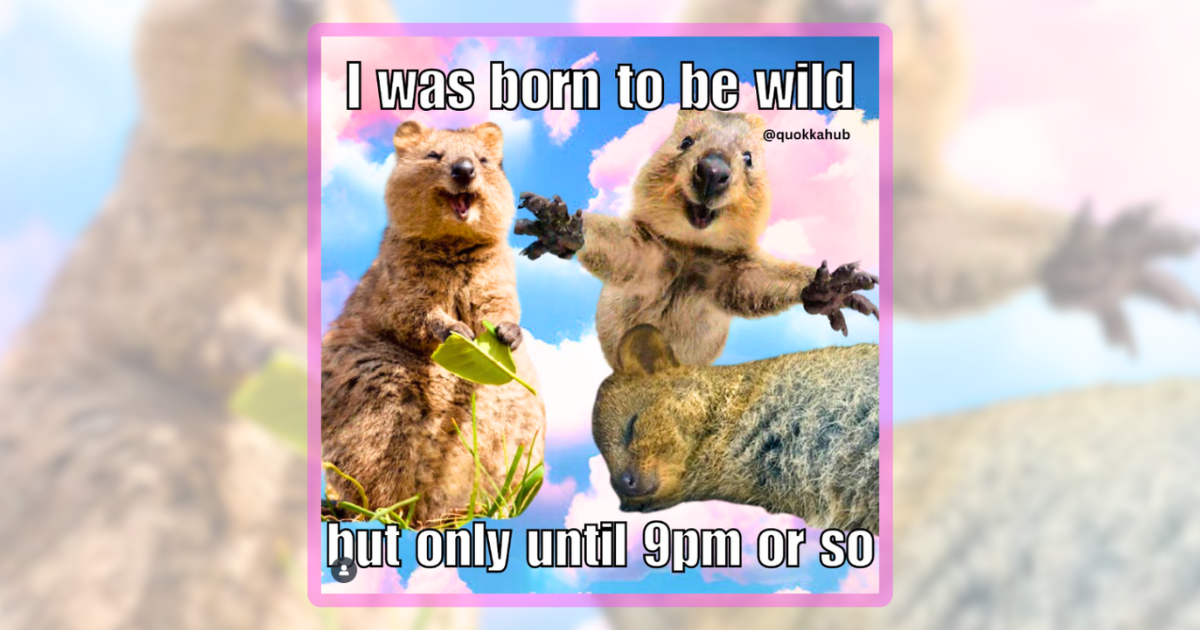 30 Adorable and Hilarious Animal Memes to Recharge Your Happiness Bar ...