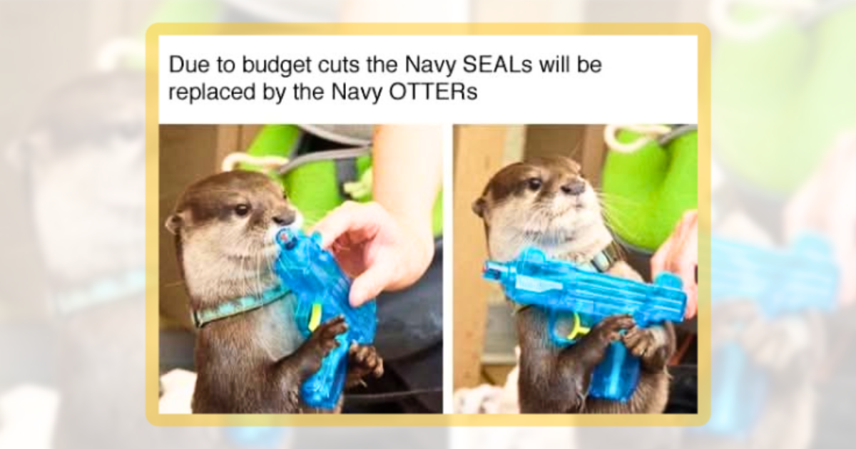 22 Otter Funnies for People Who Need to Raft Away From Responsibilities - Animal Comedy - Animal ...