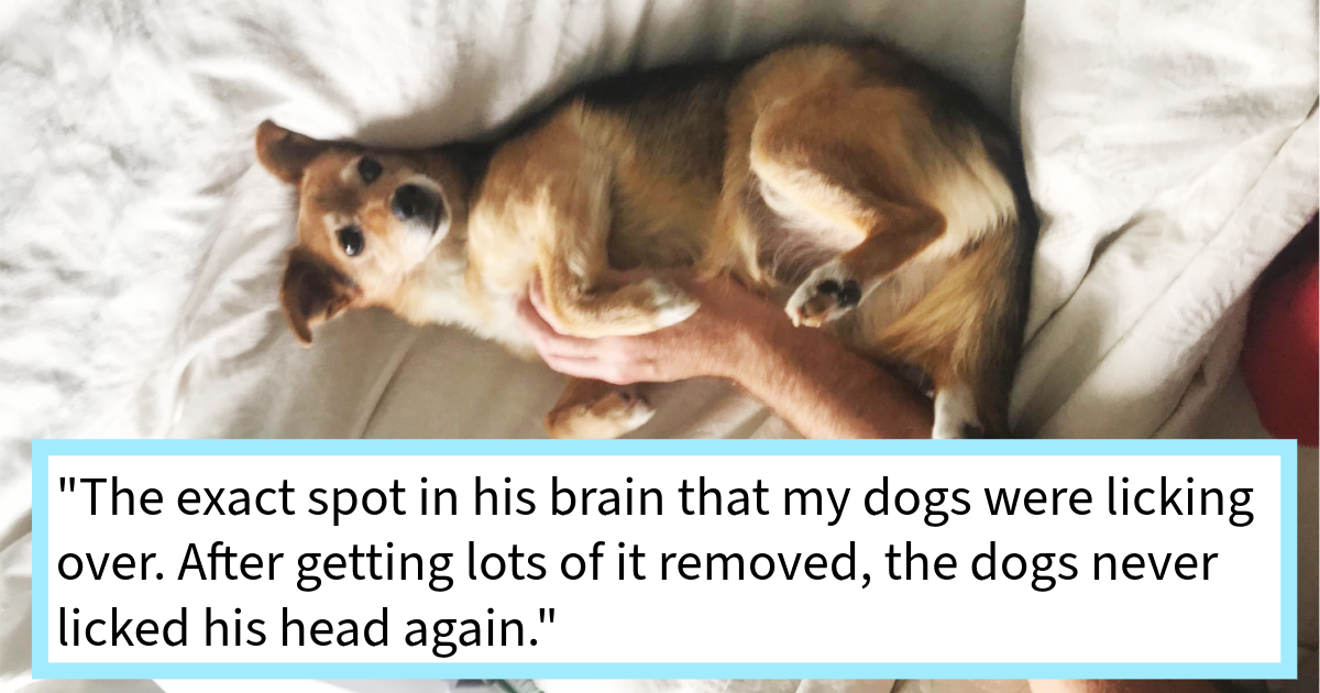 ‘They’d prop themselves up onto the back of the couch and lick the side ...