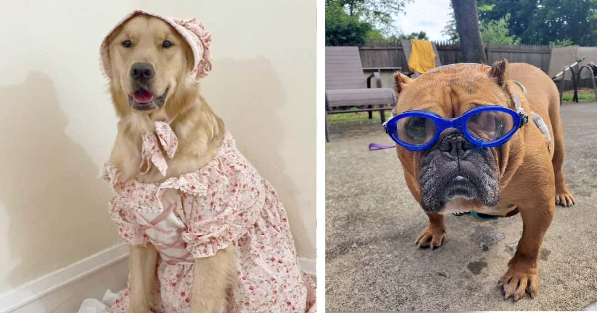26 Uplifting Photos of Derpy and Dapper Dressed Up Doggos - Animal ...