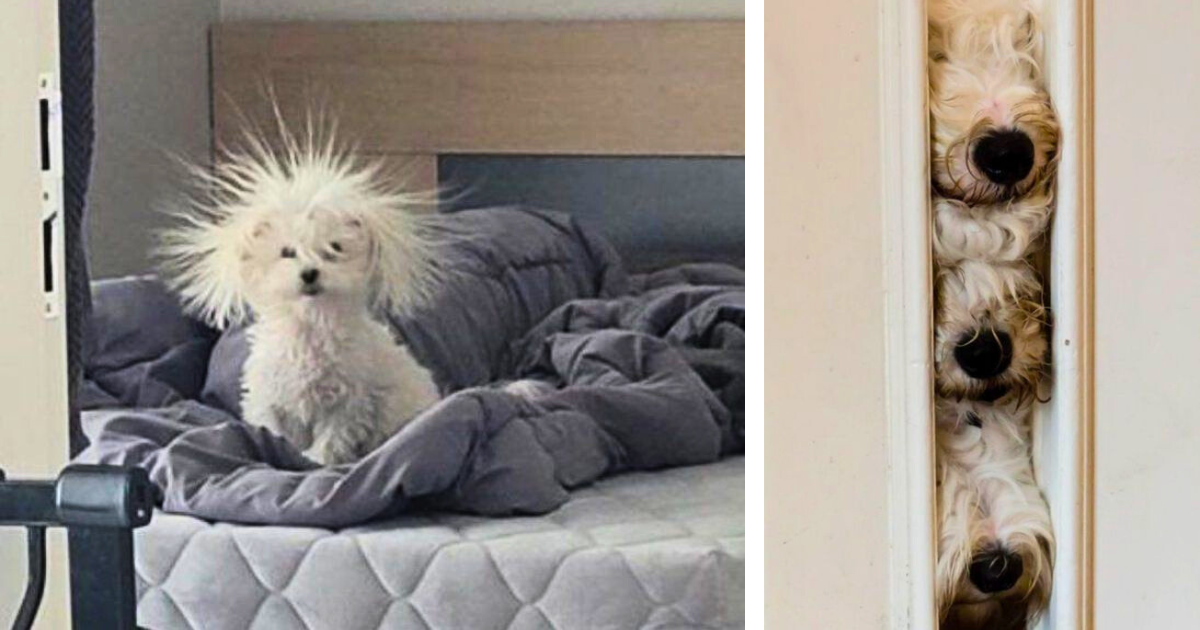 24 Doofus Doggos for When You Need a Delightful and Drooly Mood-Boost - Animal Comedy - Animal ...