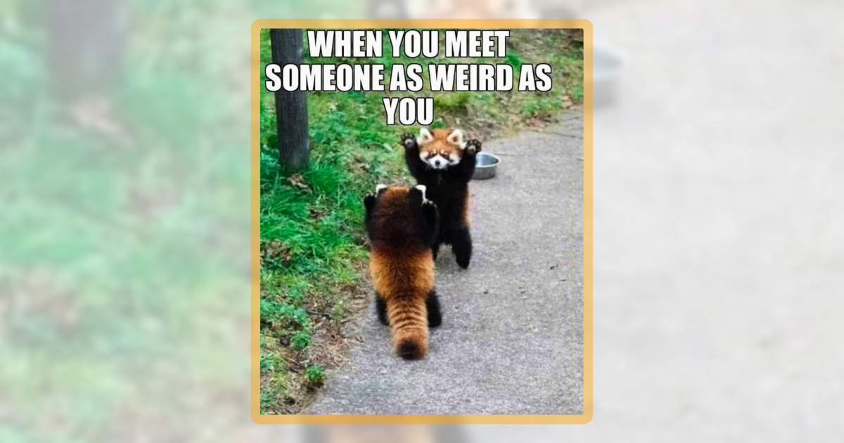 25 Wildlife Memes for People Who Want to Paws This Midweek Madness ...