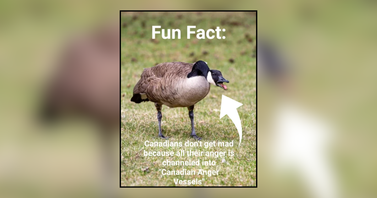 25 Memes of Silly Geese on Park Patrol - Animal Comedy - Animal Comedy ...