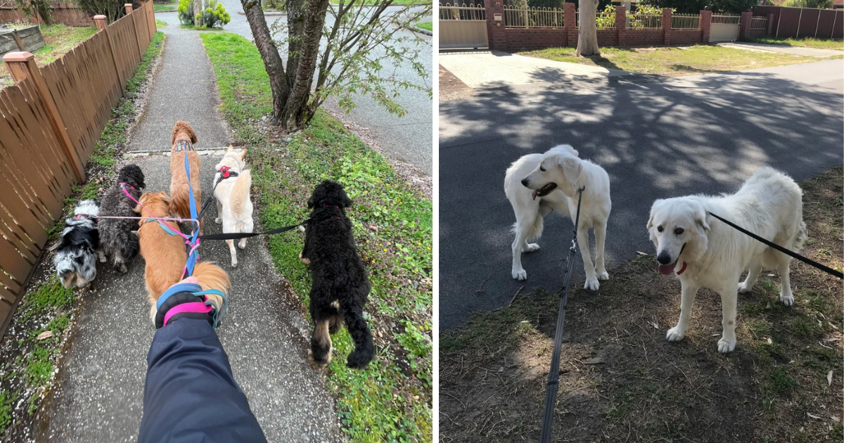 22 Adogable Pictures of Doggos on Walk-and-Talks with Their Besties ...