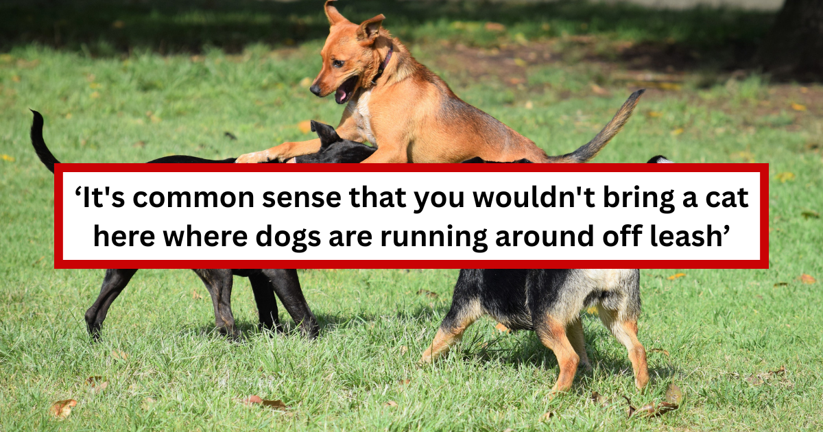 'You should not have a cat': Entitled cat owner brings his cat to an ...