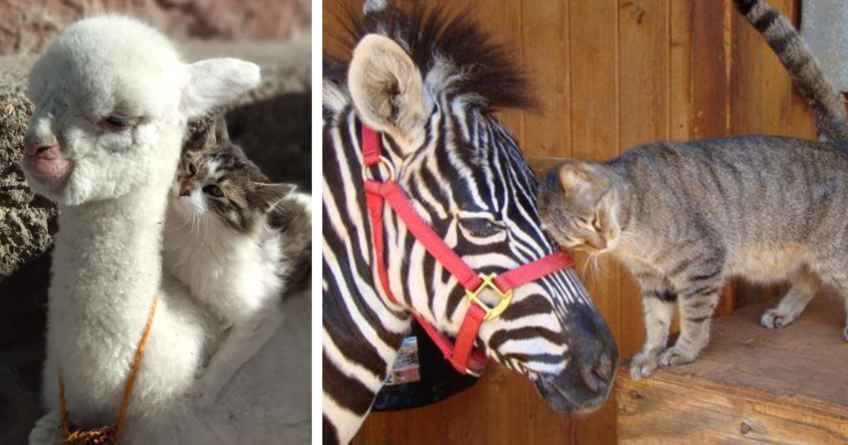 From Alpaca to Zebra: 26 Cats Cuddling With Every Animal in the ...