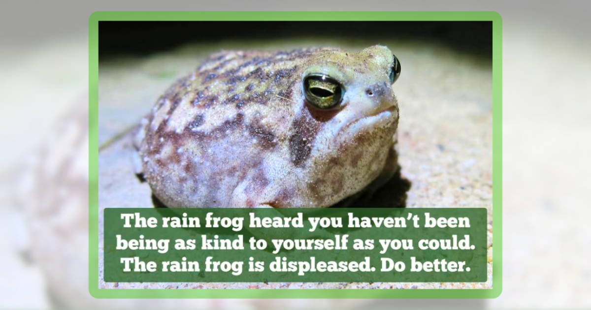 22 Hoppy Frog Funnies for When Life Feels Toadally Overwhelming ...