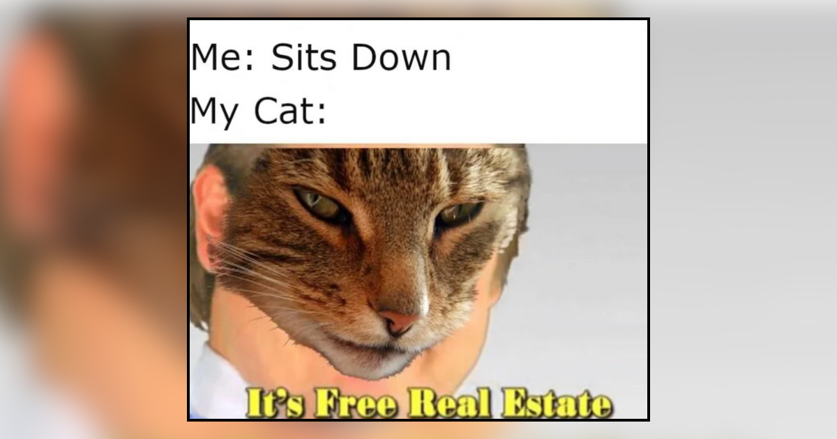 22 Snuggly Memes of Lap Loafs Locking Hoomans in Place - I Can Has ...