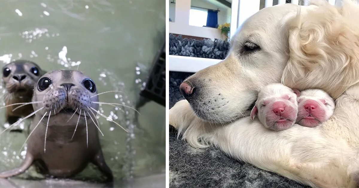 32 Itty Bitty Cute Baby Animals To Bring A Smile To Your Face ...